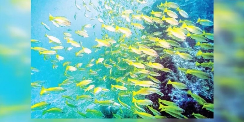 Marine Resource Preservation: Above and under water fish have been decreasing | Myanmar ...